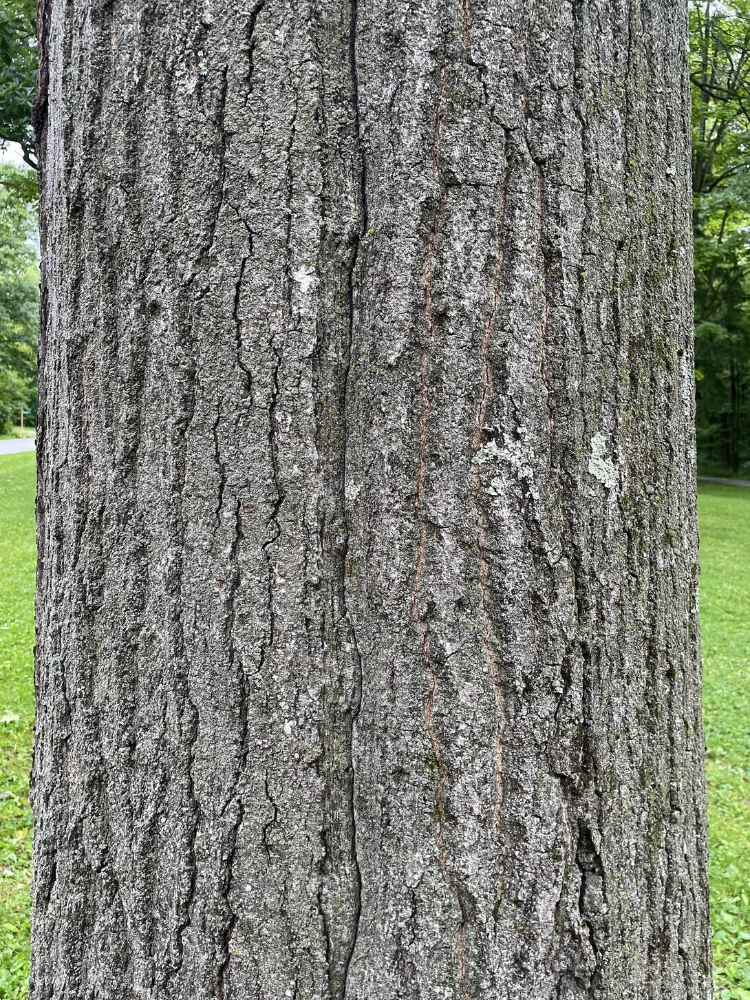 Northern Red Oak | CMP Tree Selection Tool